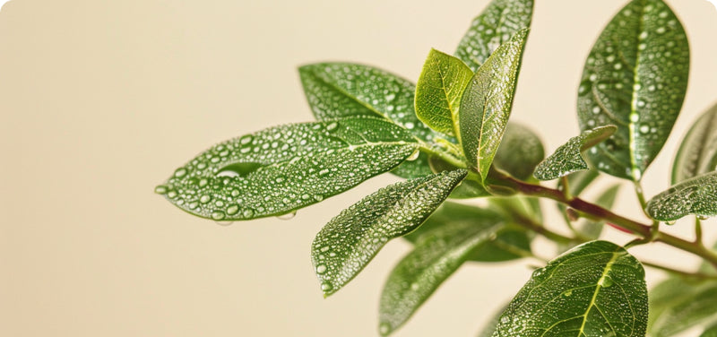 Yves Rocher USA - Natural Beauty Products