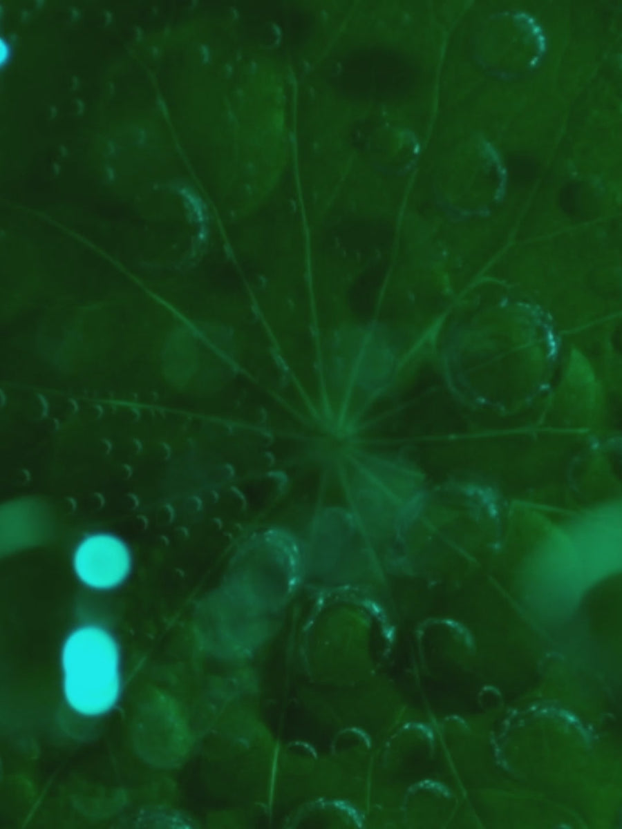 Yves Rocher USA - Natural Beauty Products